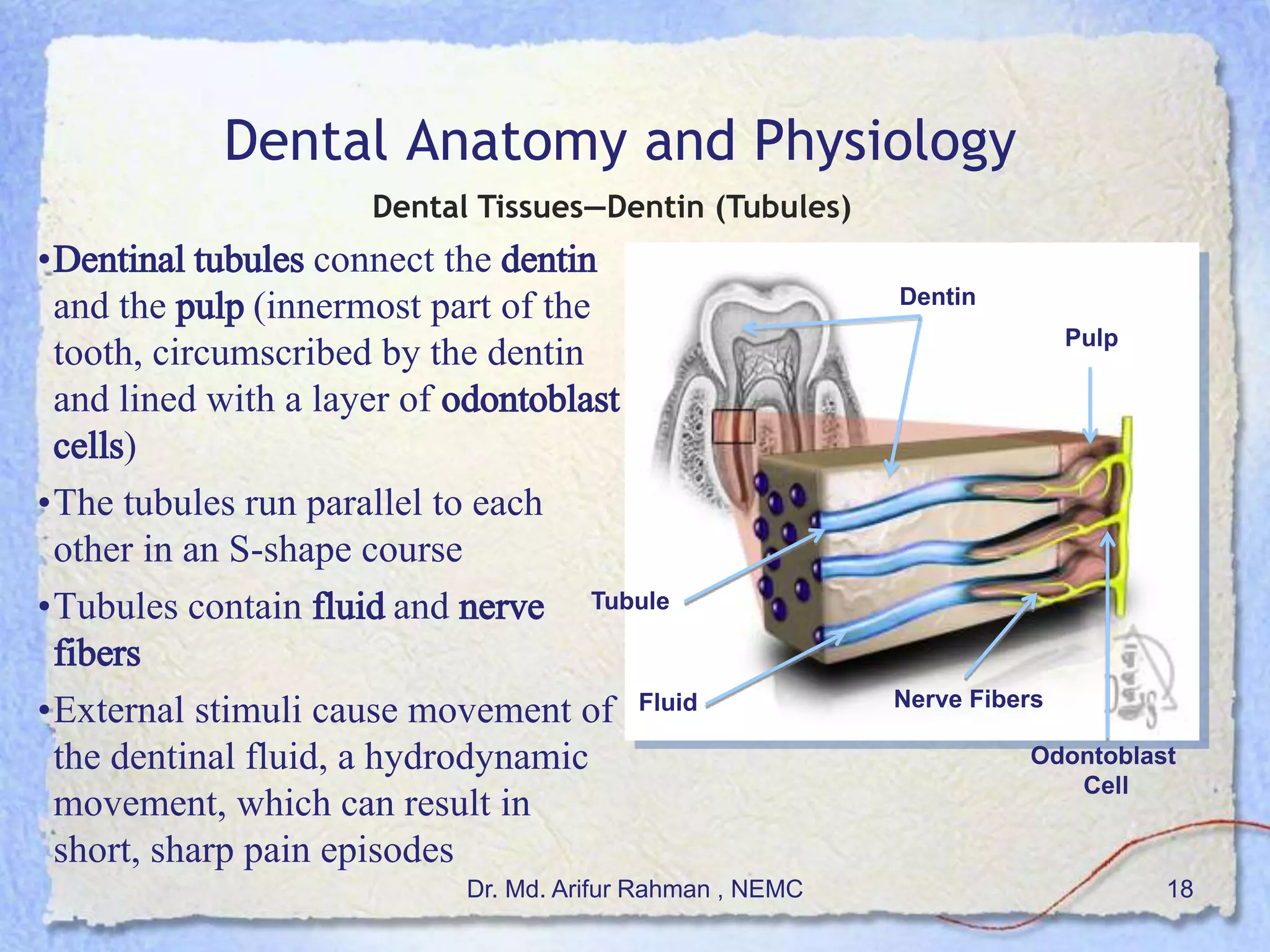 Basics of Dentistry | PPSX