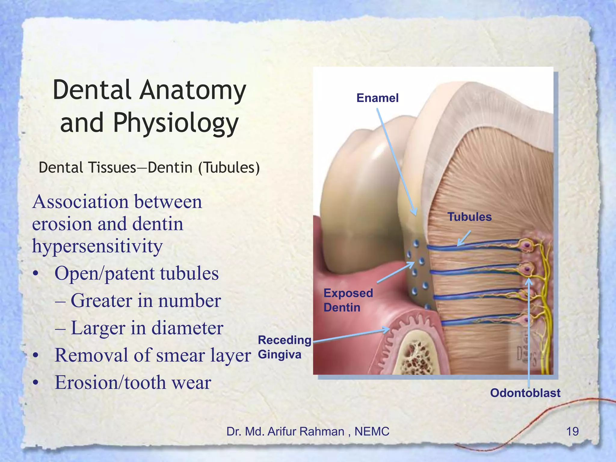 Basics of Dentistry | PPSX | Dental Health | Diseases and Conditions