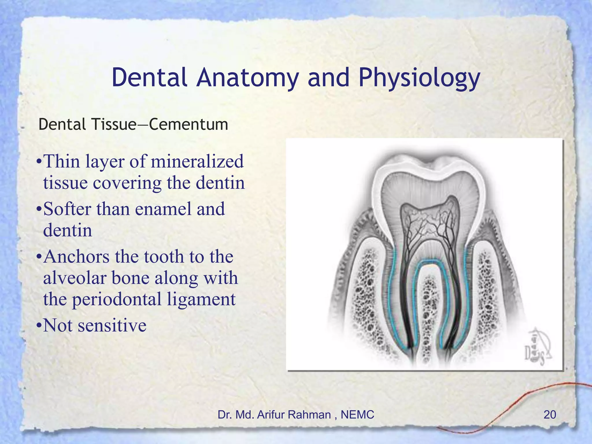 Basics of Dentistry | PPSX