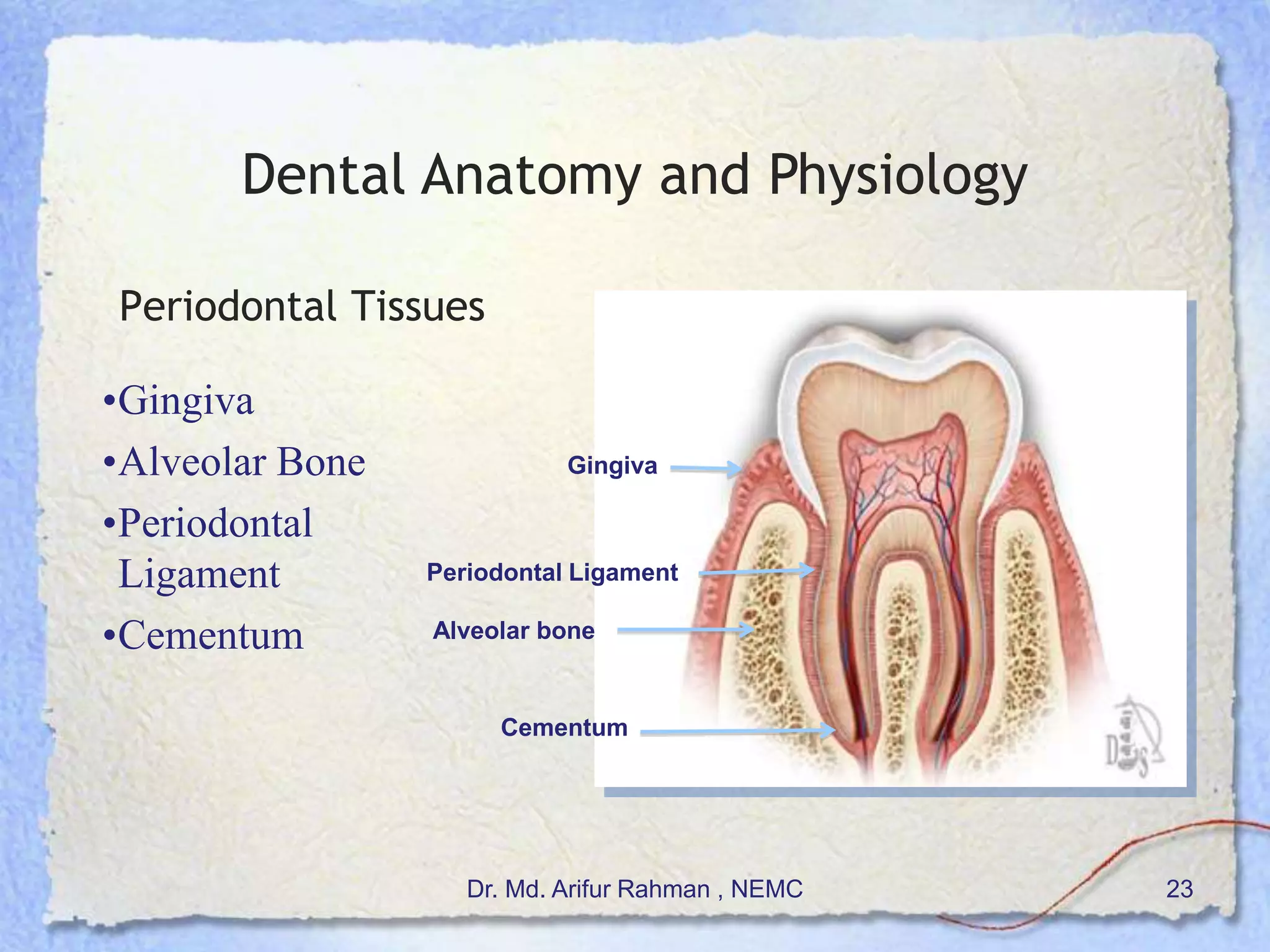 Basics of Dentistry | PPSX