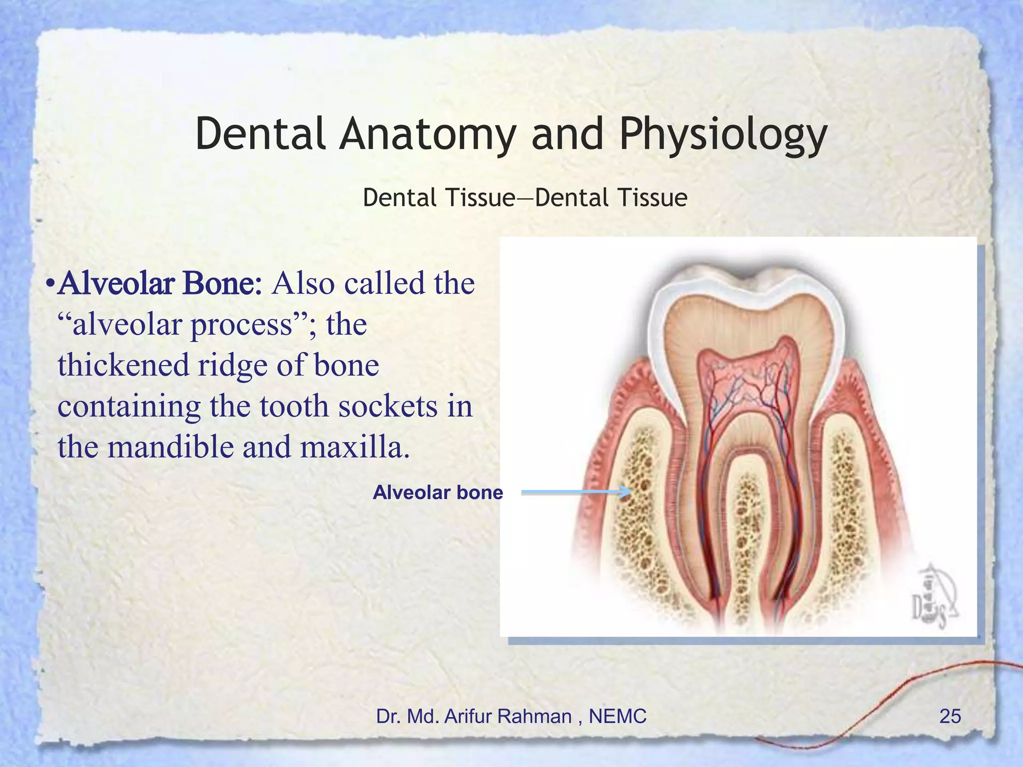 Basics of Dentistry | PPSX