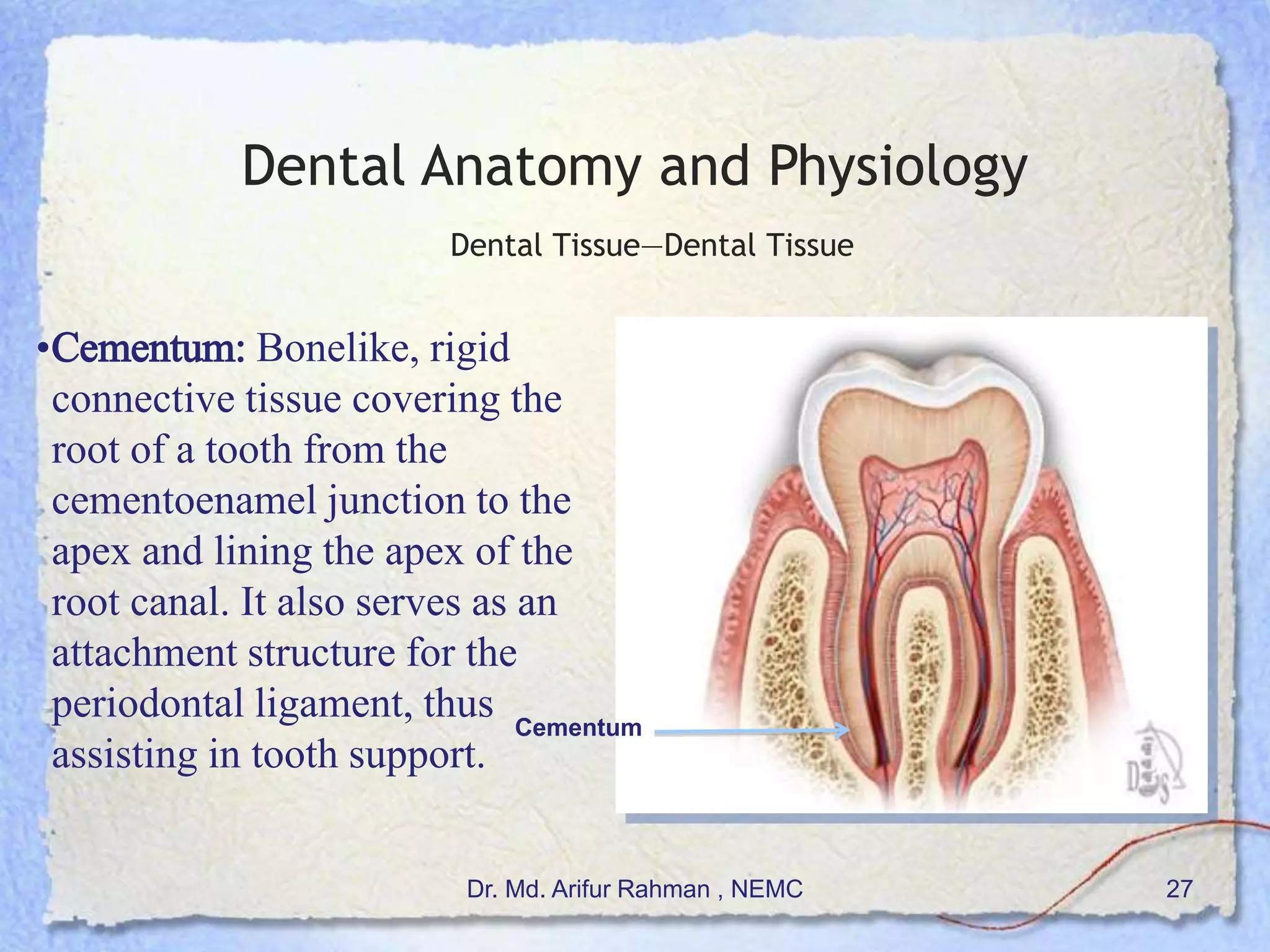 Basics of Dentistry | PPSX