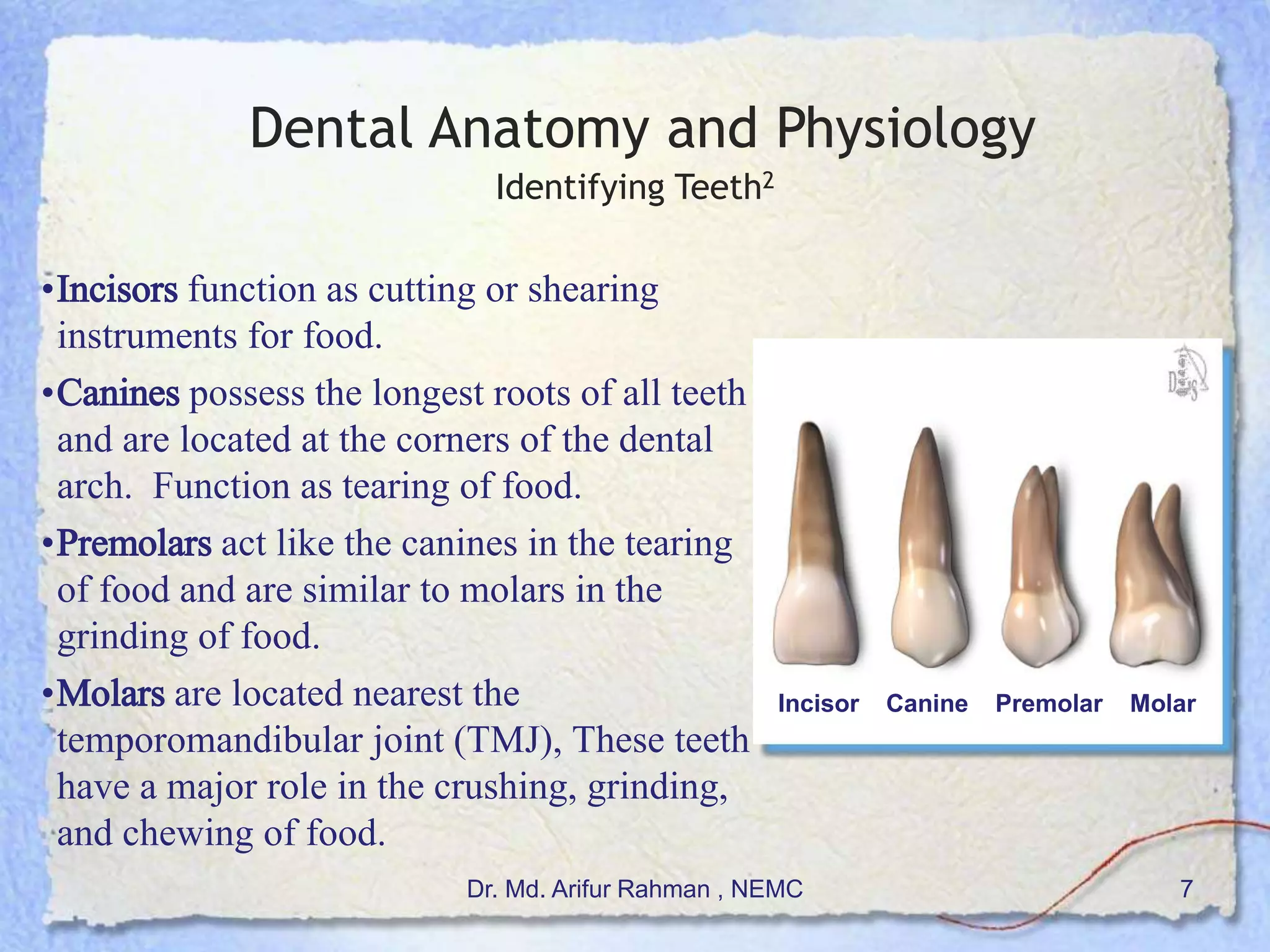 Basics of Dentistry | PPSX