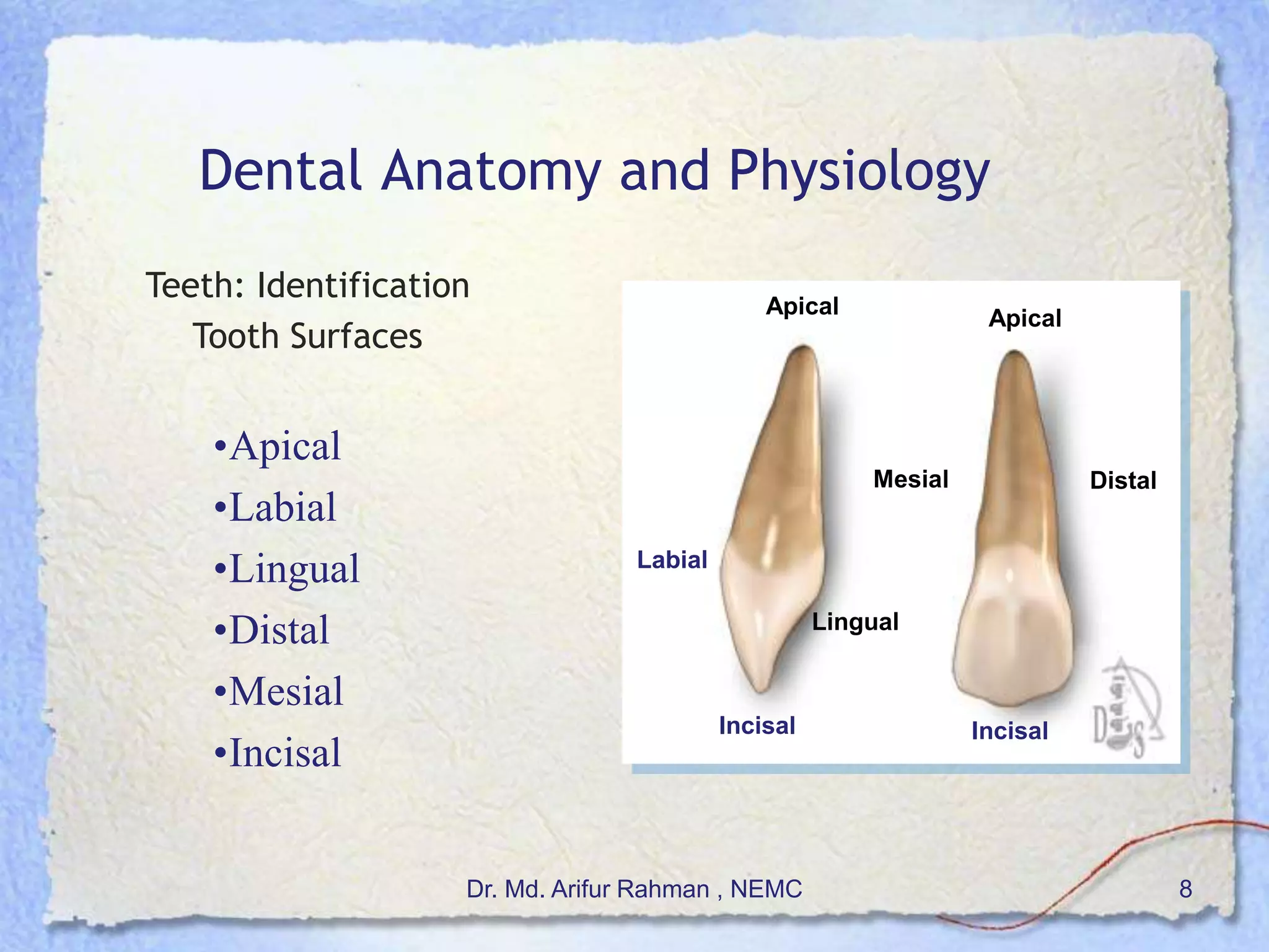 Basics of Dentistry | PPSX
