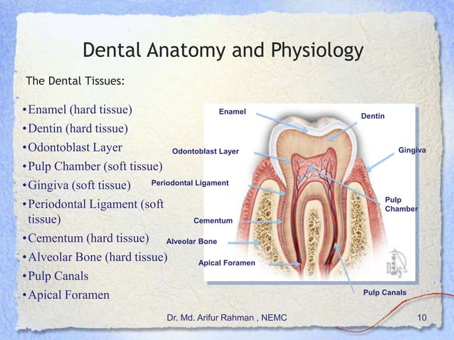 Basics of Dentistry | PPSX | Dental Health | Diseases and Conditions