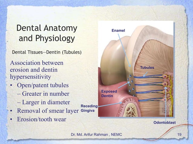 Basics of Dentistry | PPSX | Dental Health | Diseases and Conditions