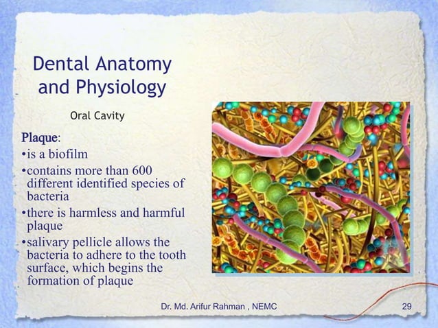 Basics of Dentistry | PPSX | Dental Health | Diseases and Conditions