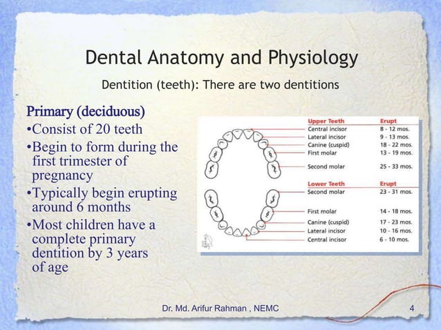 Basics of Dentistry | PPSX | Dental Health | Diseases and Conditions