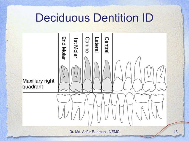Basics of Dentistry | PPSX | Dental Health | Diseases and Conditions