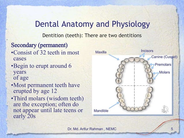 Basics of Dentistry | PPSX | Dental Health | Diseases and Conditions