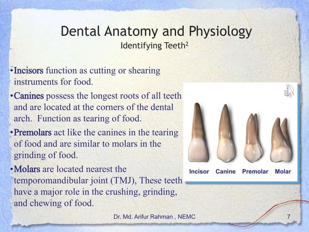 Basics of Dentistry | PPSX | Dental Health | Diseases and Conditions