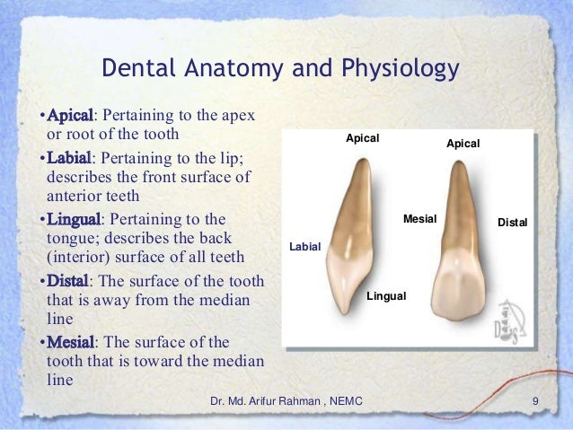 Basics of Dentistry