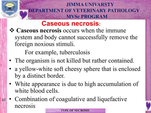 TYPE OF NECROSIS.pptx