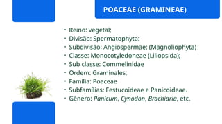 Aula sobre Forragicultura e pastagem.pptx