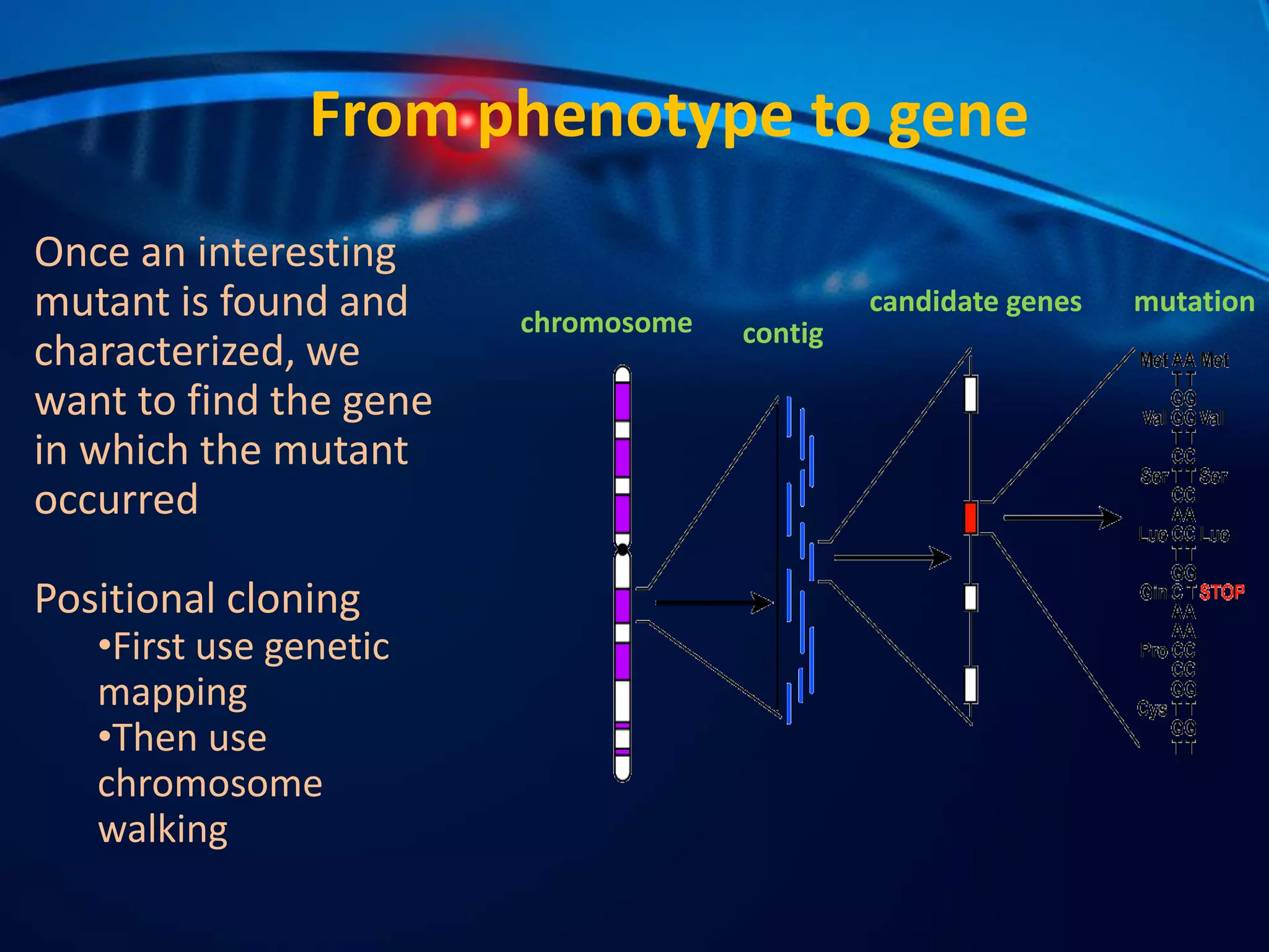 Forward and reverse genetics | PPTX