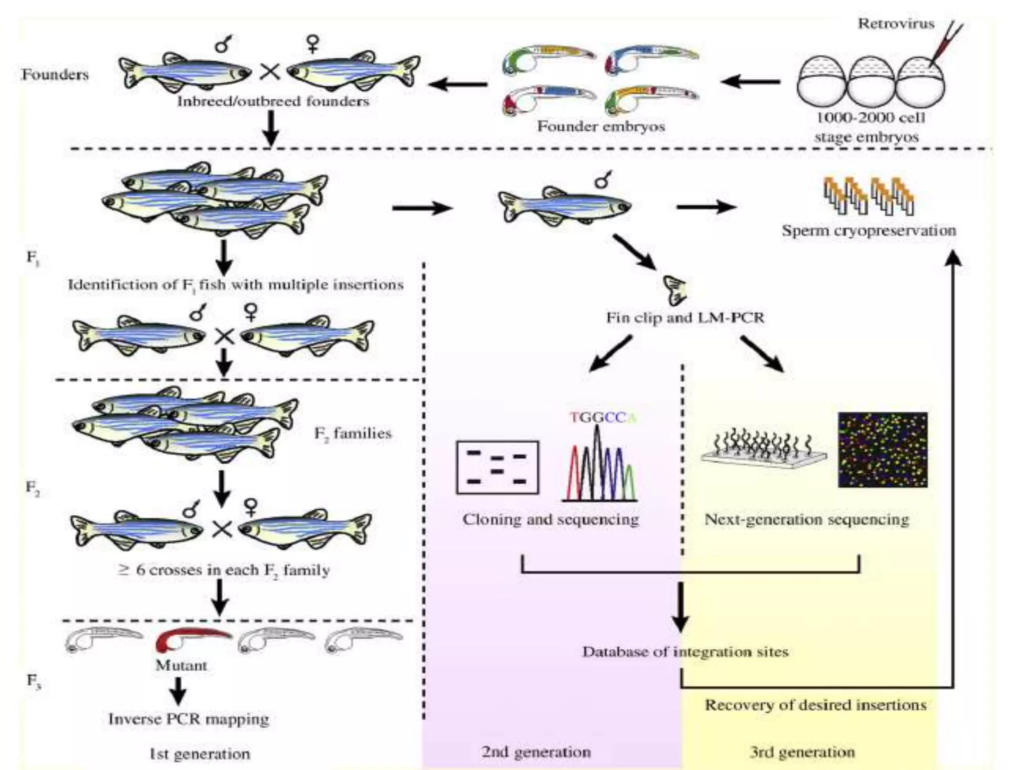 Forward and reverse genetics | PPTX