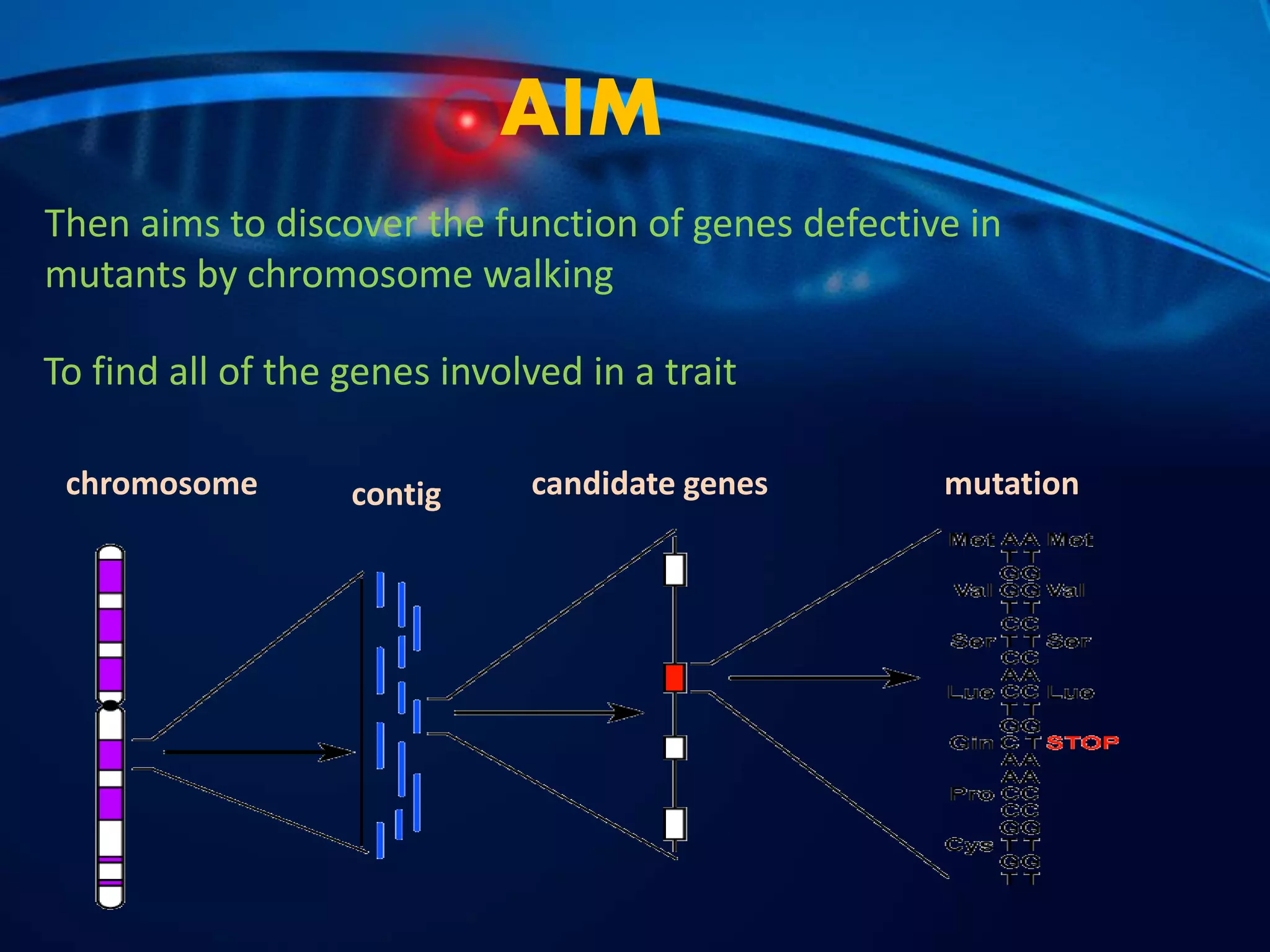 Forward and reverse genetics | PPTX