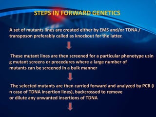 Forward and reverse genetics | PPTX