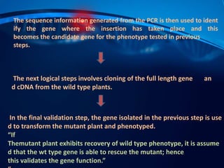 Forward and reverse genetics | PPTX