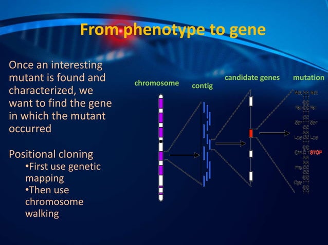 Forward and reverse genetics | PPTX | Genetics | Science