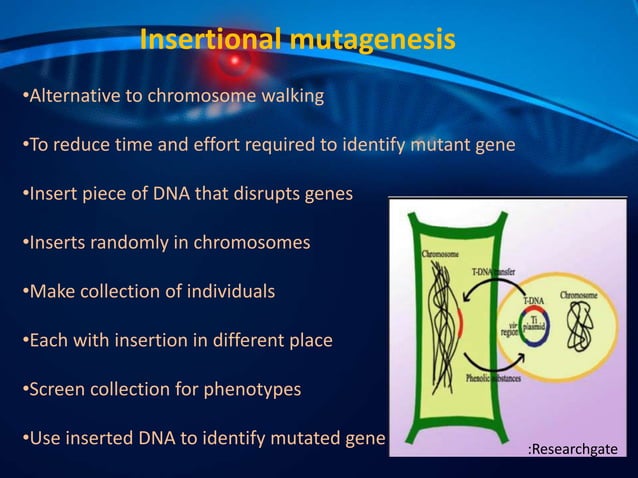 Forward and reverse genetics | PPTX | Genetics | Science