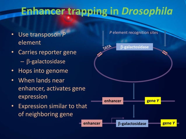 Forward and reverse genetics | PPTX | Genetics | Science