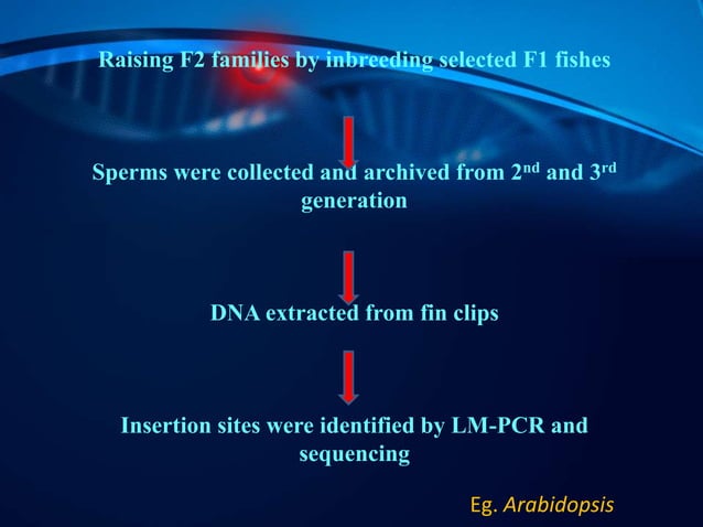 Forward and reverse genetics | PPTX | Genetics | Science