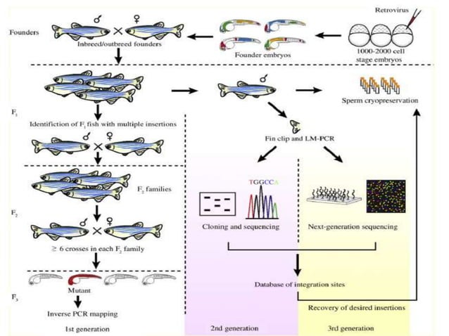 Forward and reverse genetics | PPTX | Genetics | Science