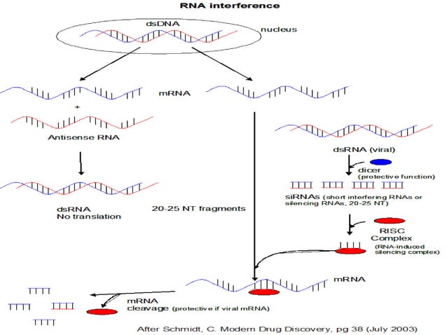 Forward and reverse genetics | PPTX | Genetics | Science