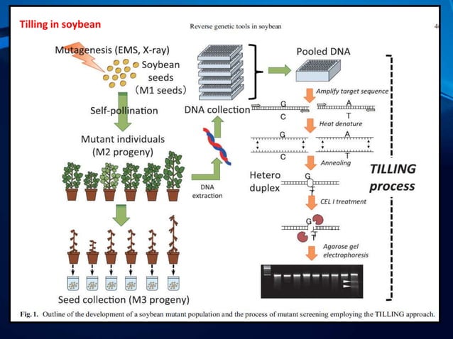 Forward and reverse genetics | PPTX | Genetics | Science