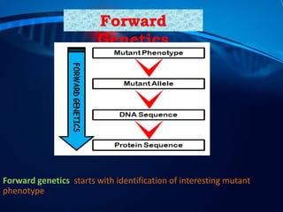 Forward and reverse genetics | PPTX