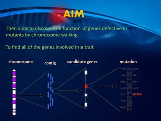 Forward and reverse genetics | PPTX