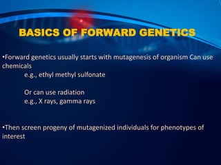 Forward and reverse genetics | PPTX