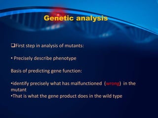 Forward and reverse genetics | PPTX