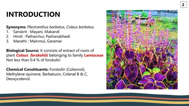 Analytical Profile of Coleus Forskohlii | Forskolin .pptx