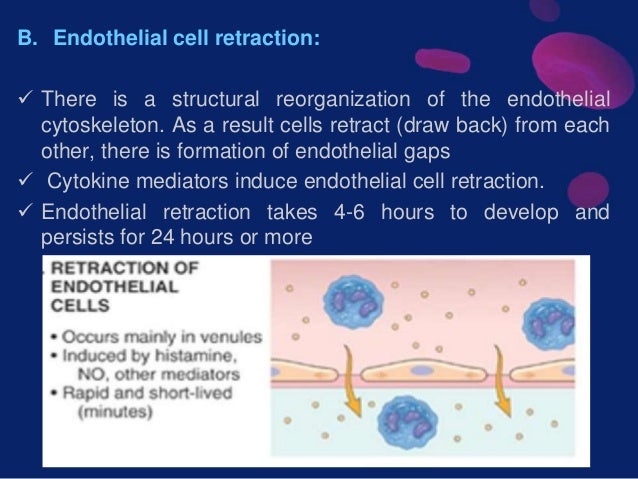 vascular changes in inflamation