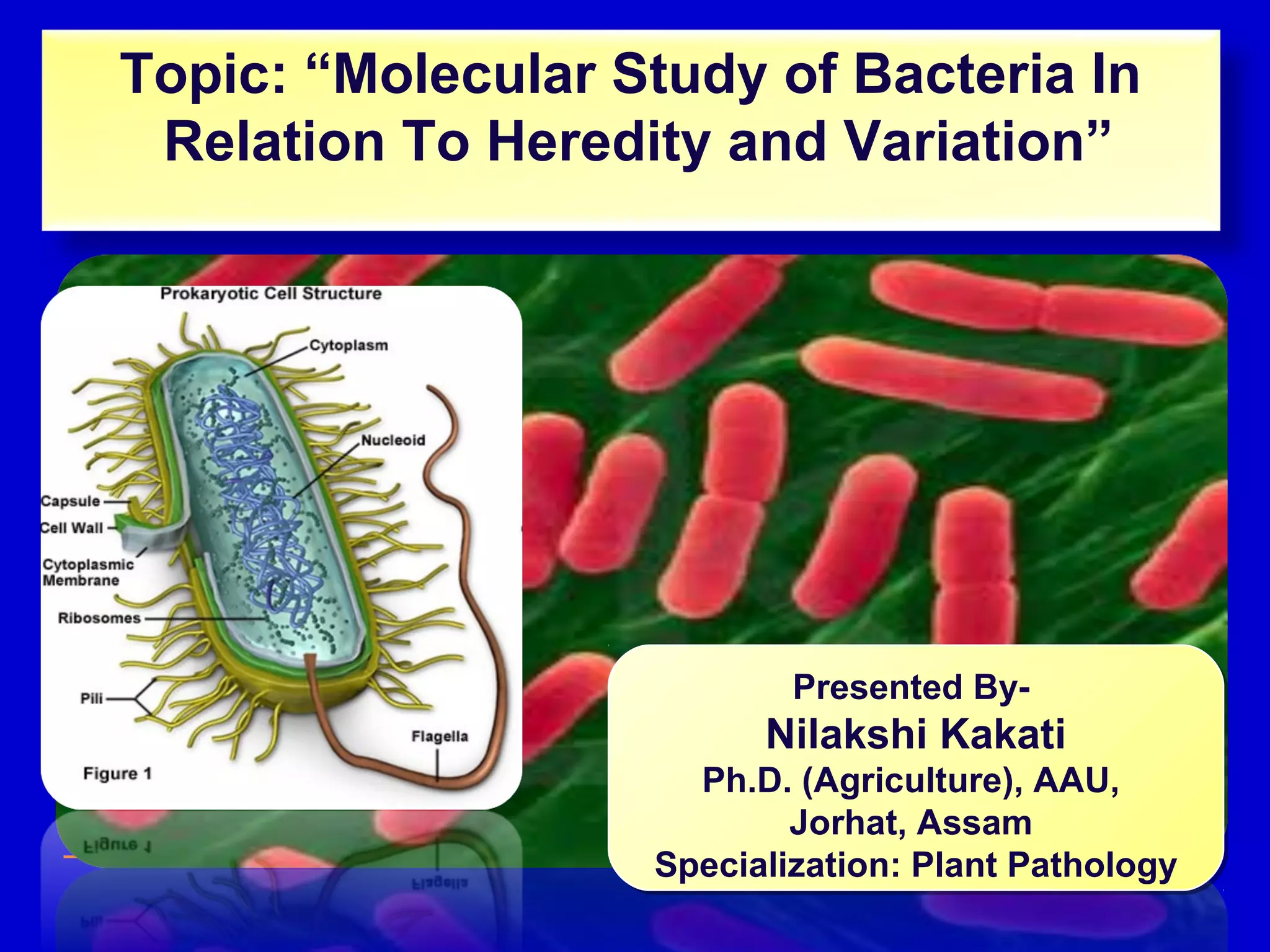 Molecular study of Bacteria in relation to heredity and variation | PPT ...