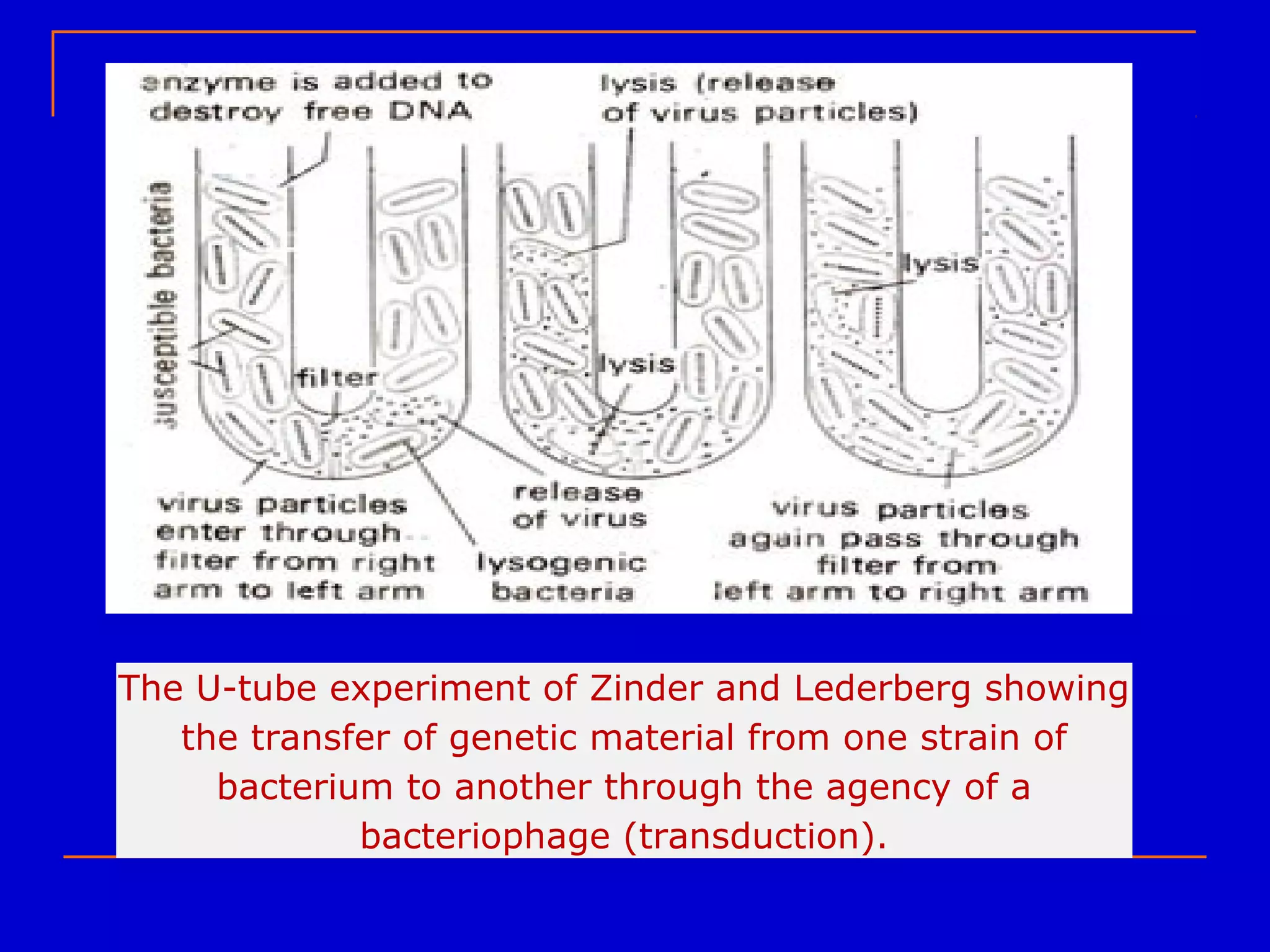 Molecular study of Bacteria in relation to heredity and variation | PPT ...