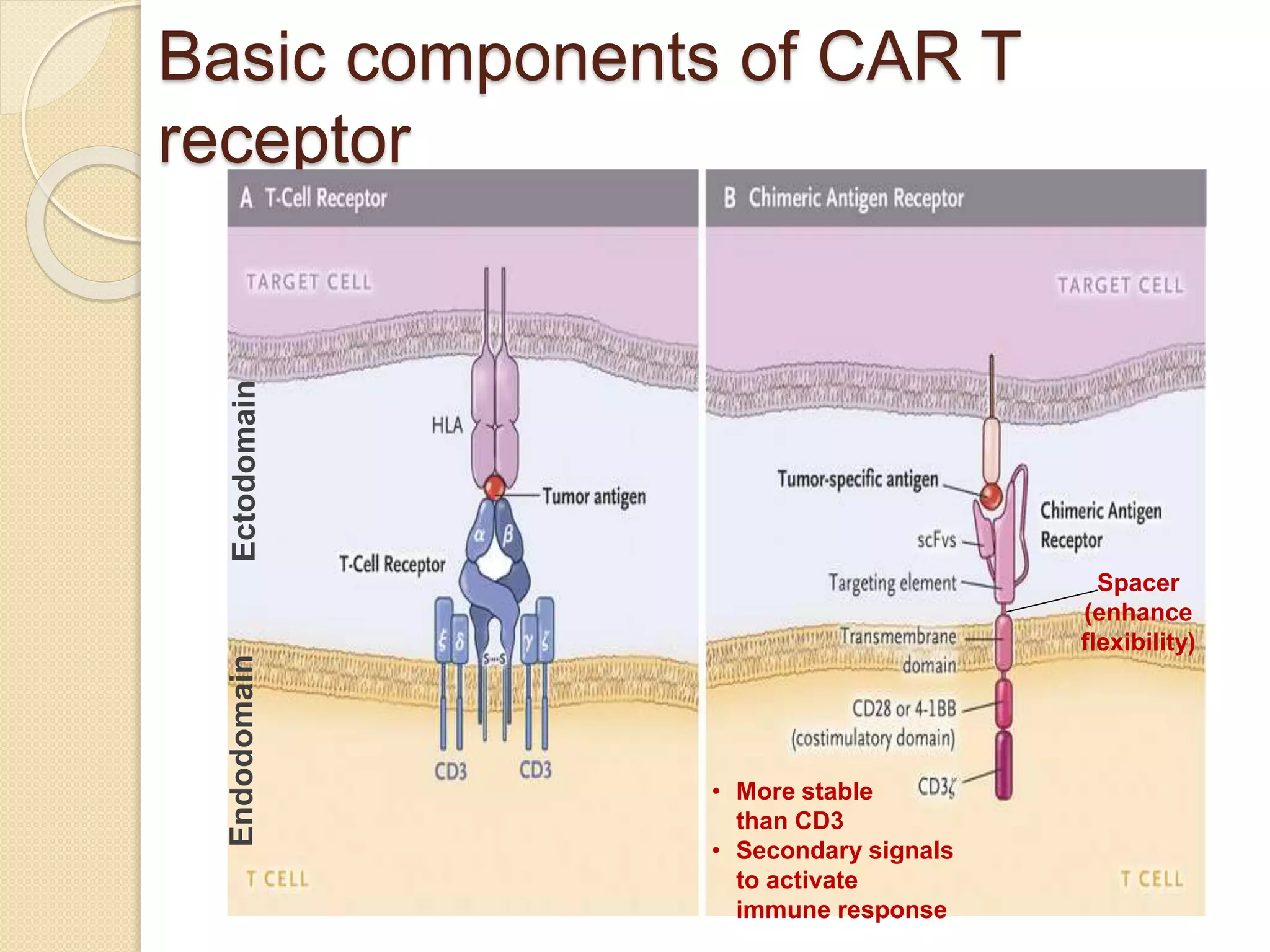 CAR T cells | PPTX