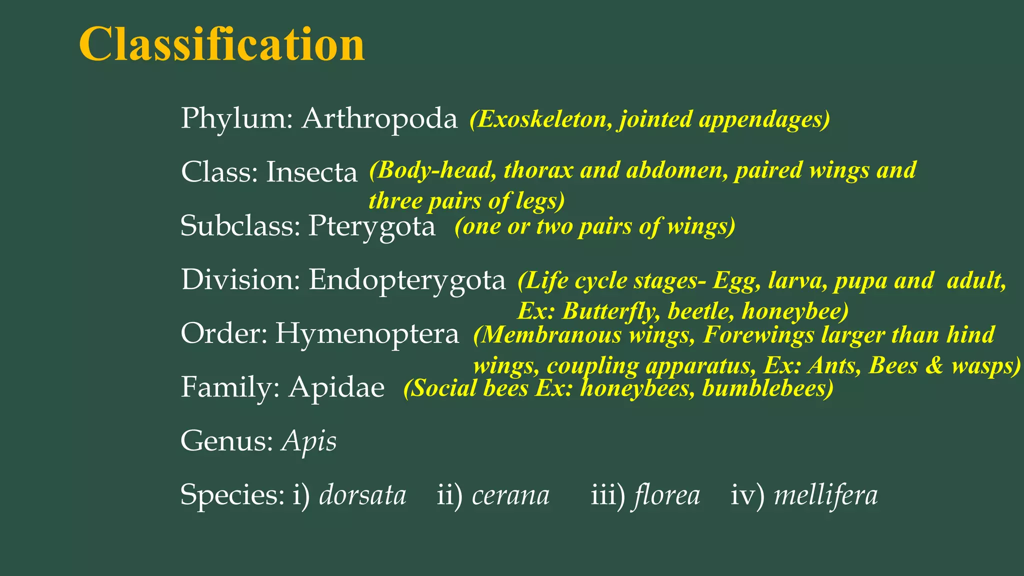 Apiculture: Honeybee Species | PPT