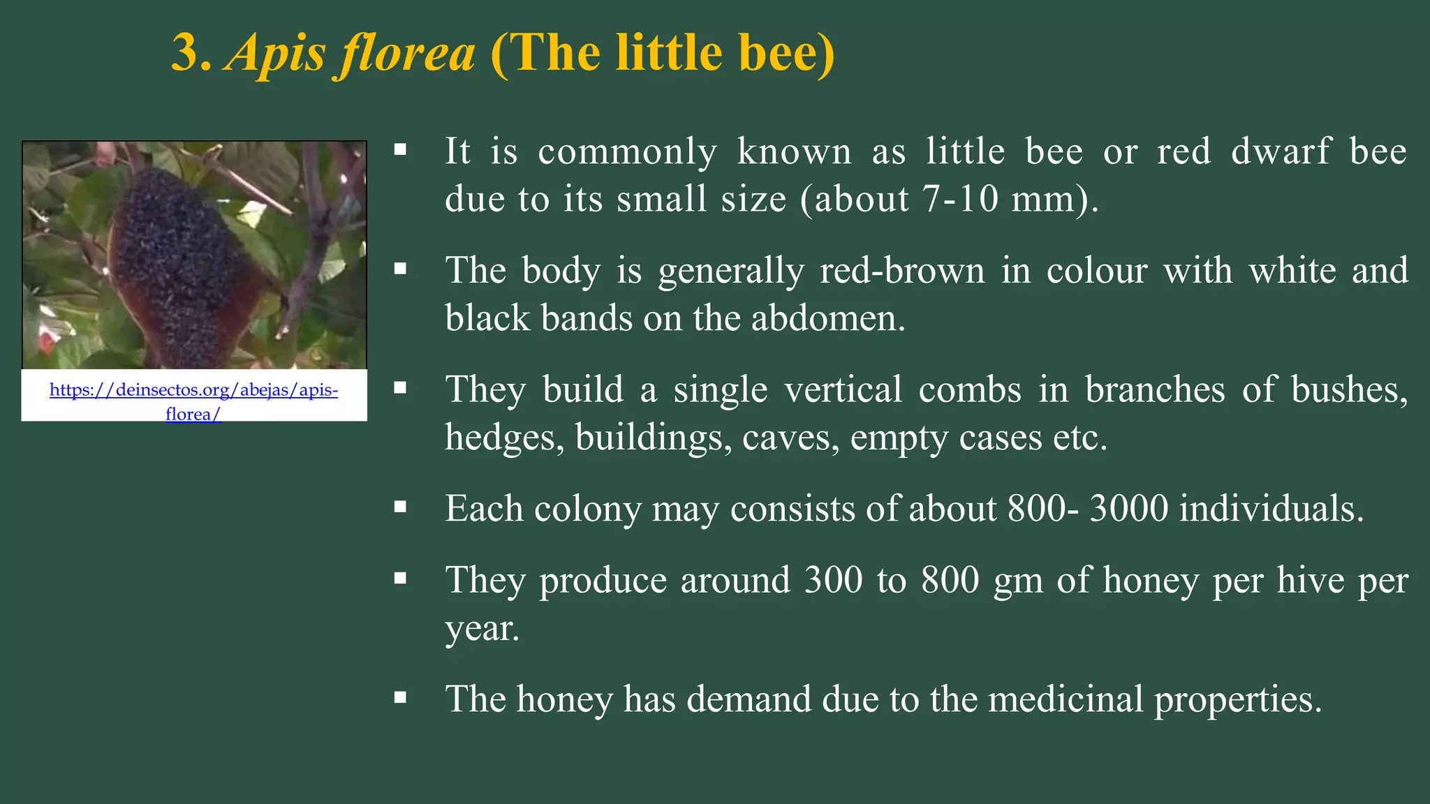 Apiculture: Honeybee Species | PPT