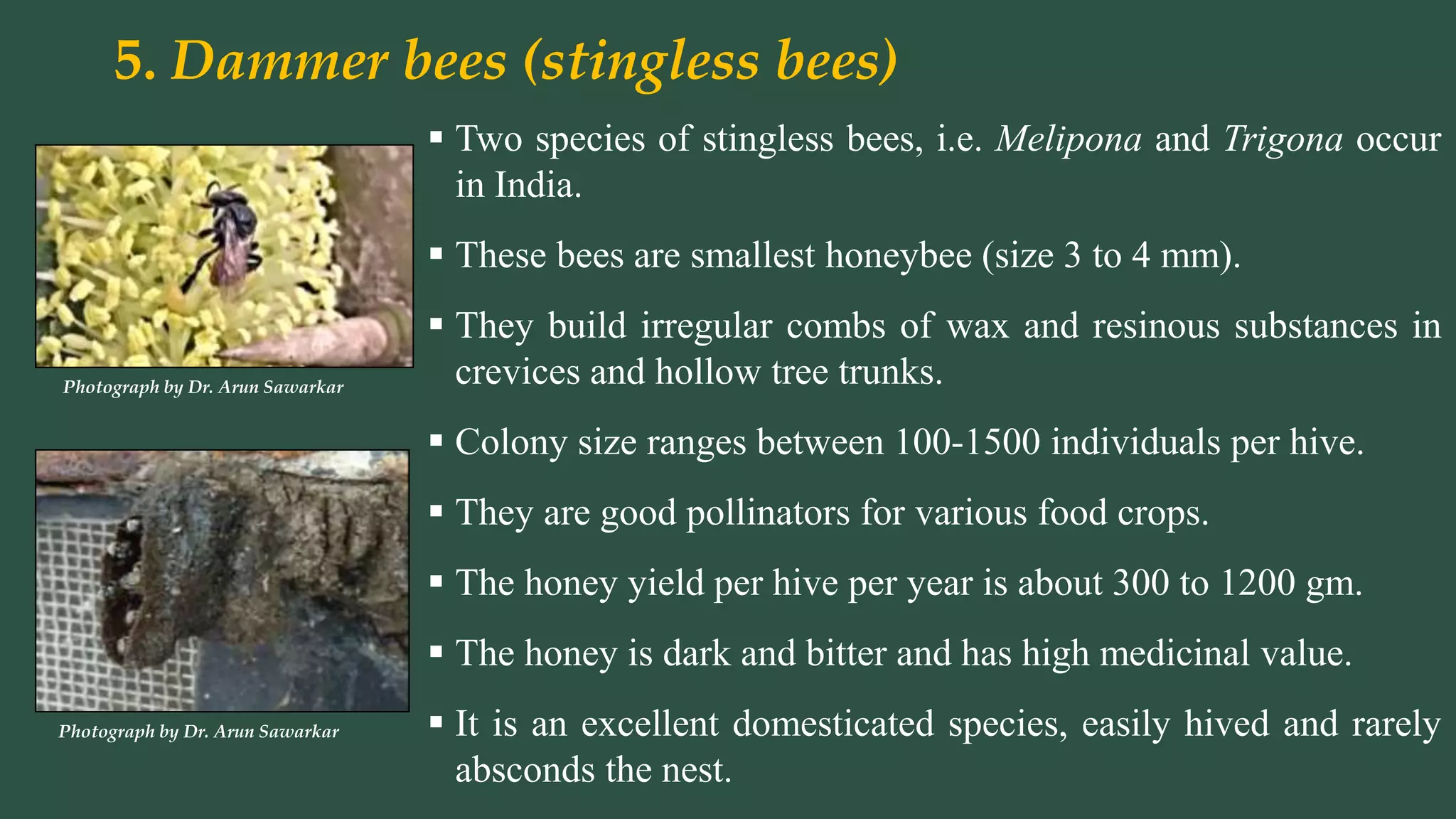 Apiculture: Honeybee Species | PPT