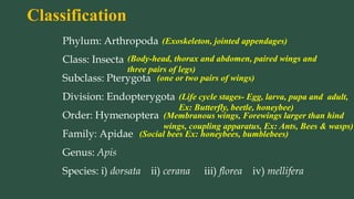 Apiculture: Honeybee Species | PPT