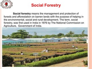 Forst management ramesh | PPTX