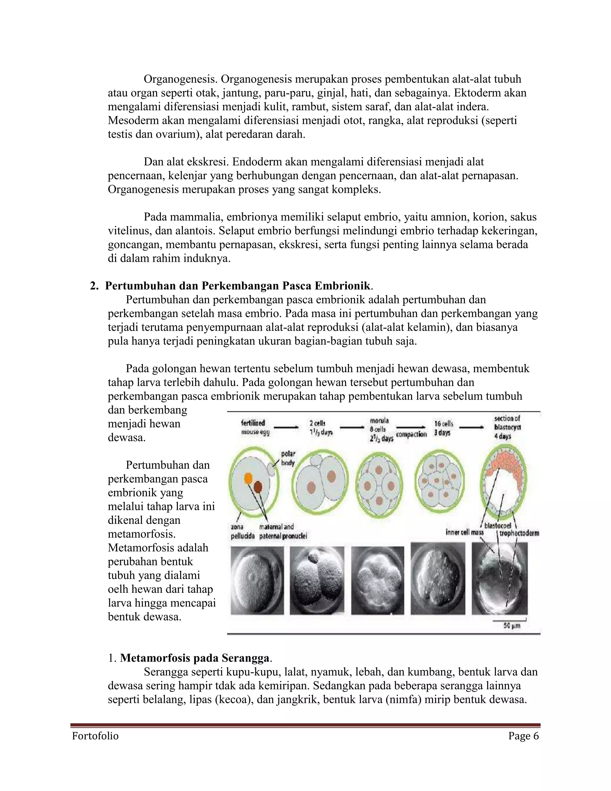 Fortofolio 1 Prinsip dasar Perkembangan | DOCX