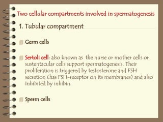 MALE GONADAL FUNCTION AND DYSFUNCTION (MALE HYPOGONADISM) | PPT