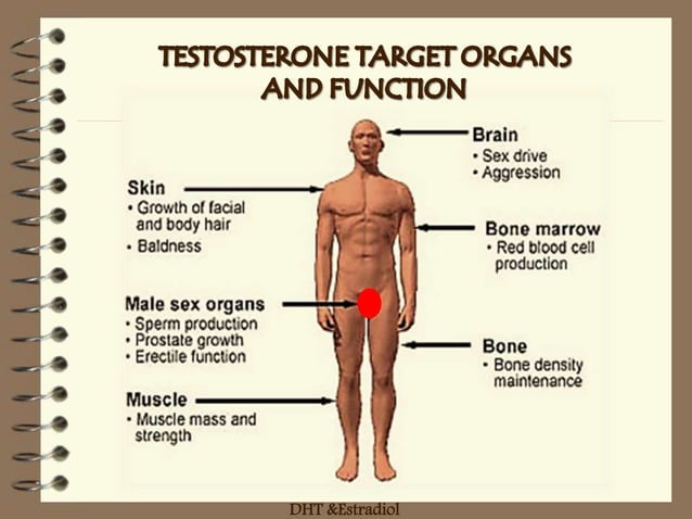 MALE GONADAL FUNCTION AND DYSFUNCTION (MALE HYPOGONADISM) | PPT