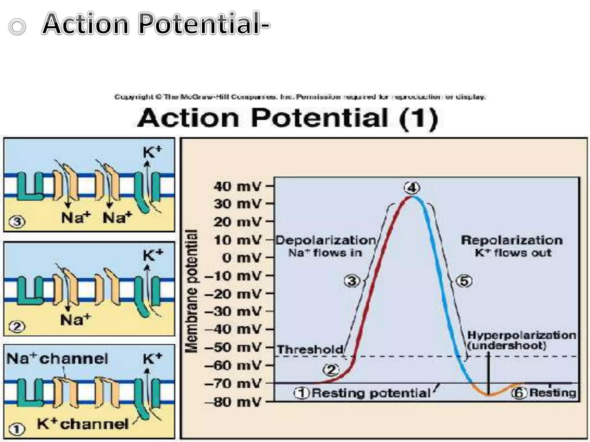 Action potential | PPTX