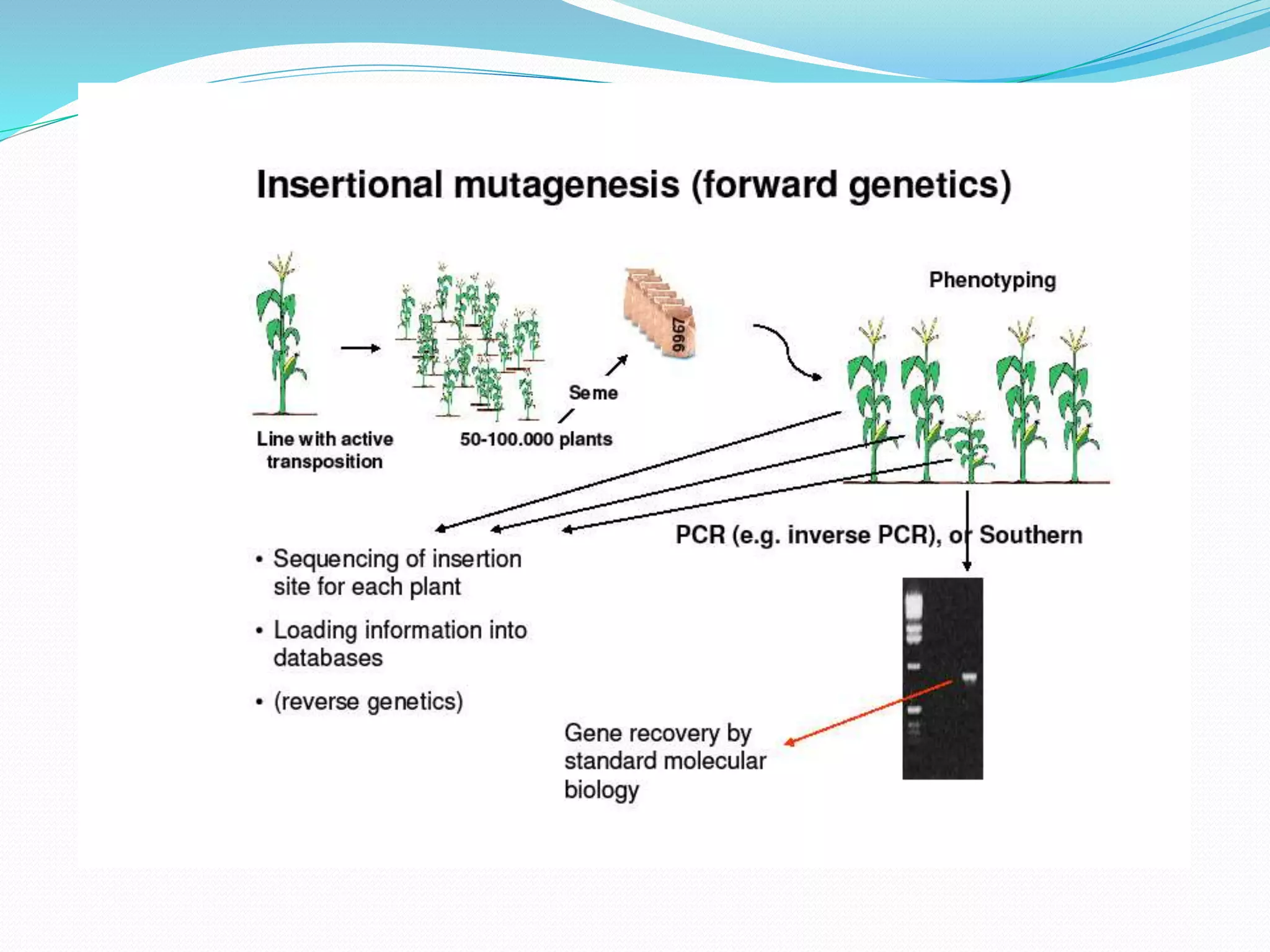 Forward and reverse genetics | PPTX
