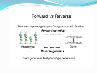 Forward and reverse genetics | PPTX